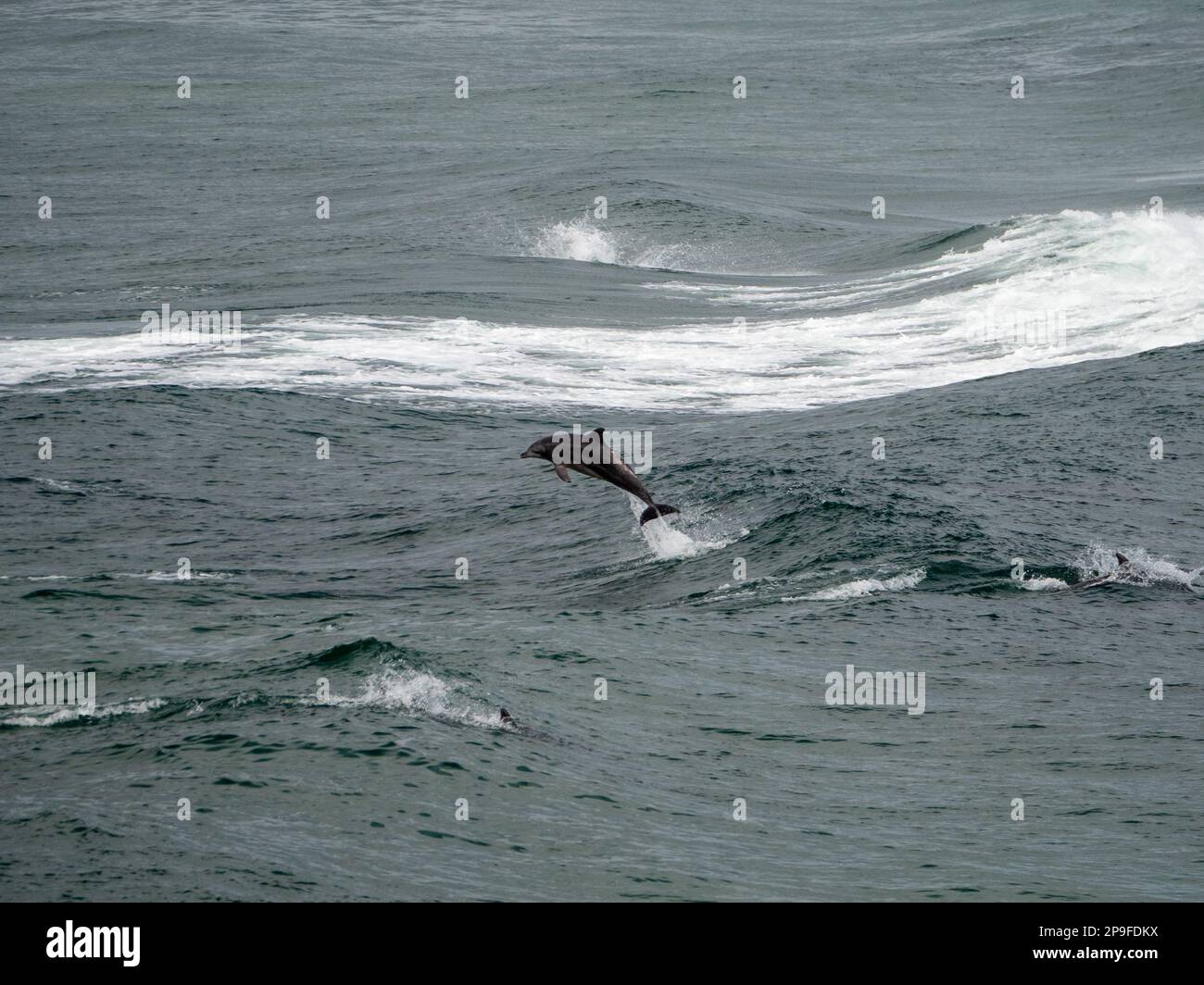 Bottlenose Dolphin diving through the back of a waves it had surfed ...
