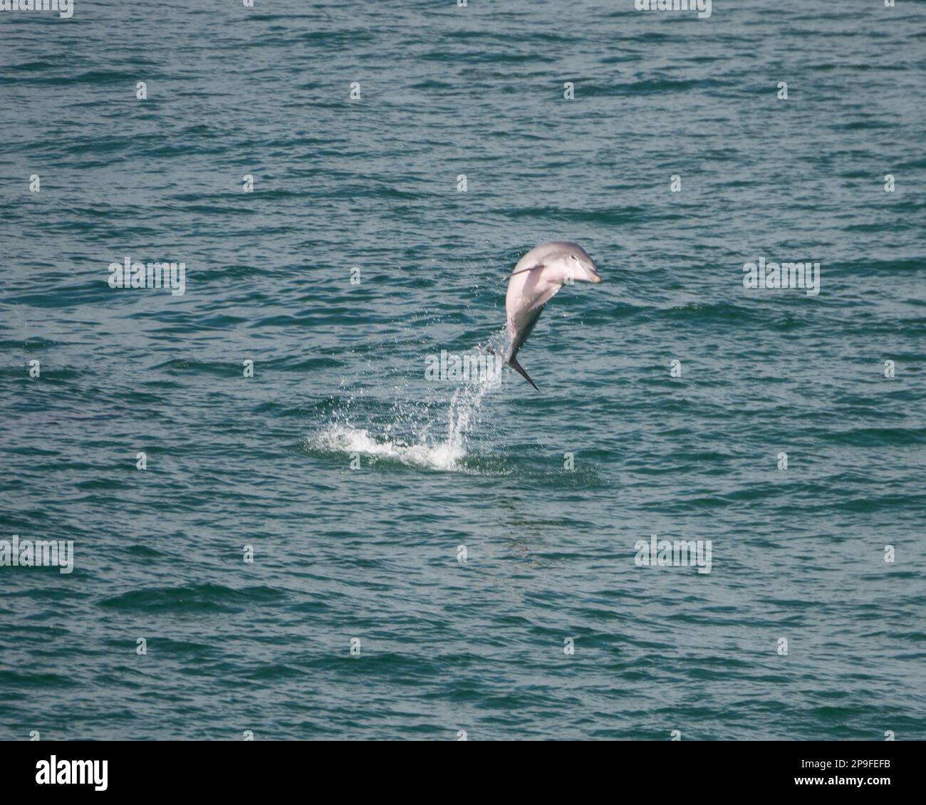 Bottlenose Dolphin Jumping High