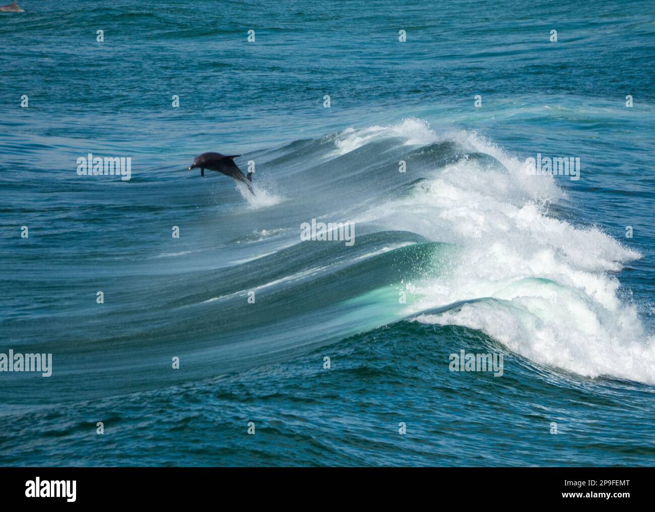 Bottlenose Dolphin diving and jumping through the back of crashing ...