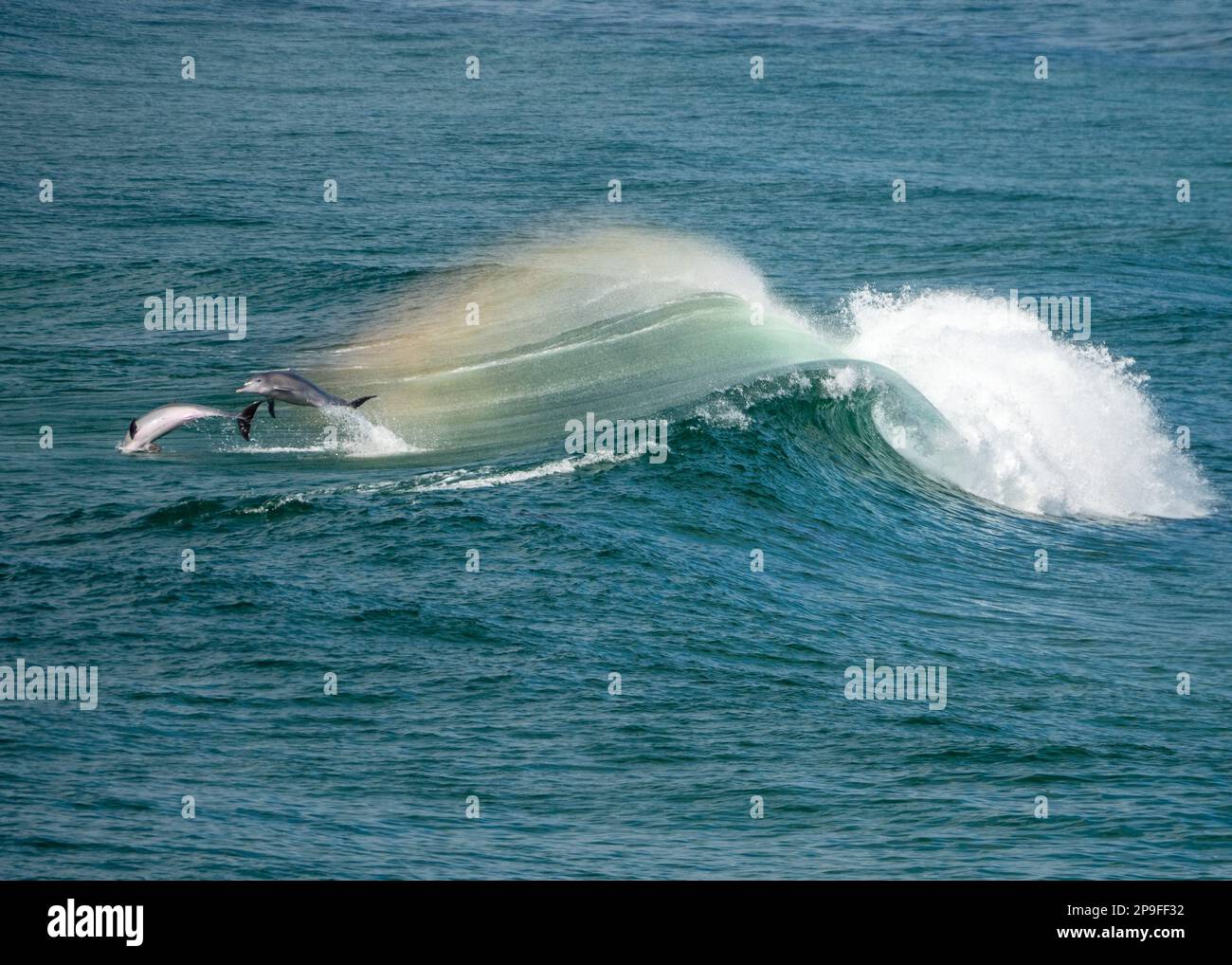 Bottlenose Dolphins leaping, playing and diving through a rainbow of ...