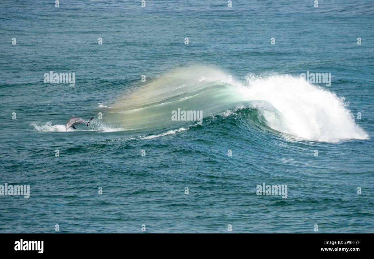 Bottlenose Dolphin diving through a rainbow of sea spray off the back ...
