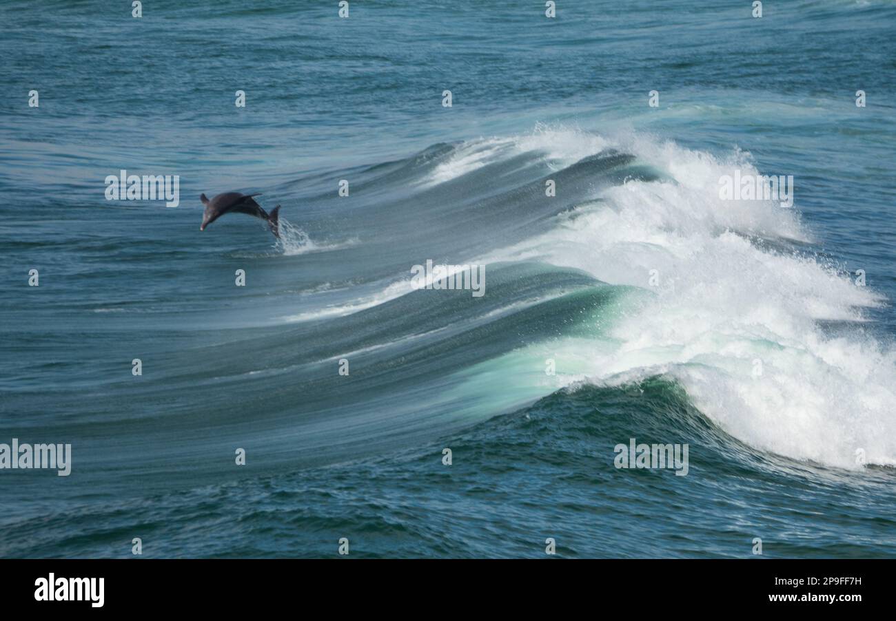 Surfed hi-res stock photography and images - Alamy