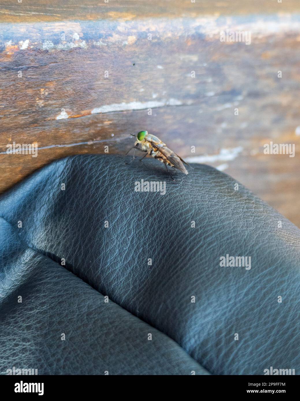 A green eyed bug on a handbag, likely a female March fly, Tabanus ...