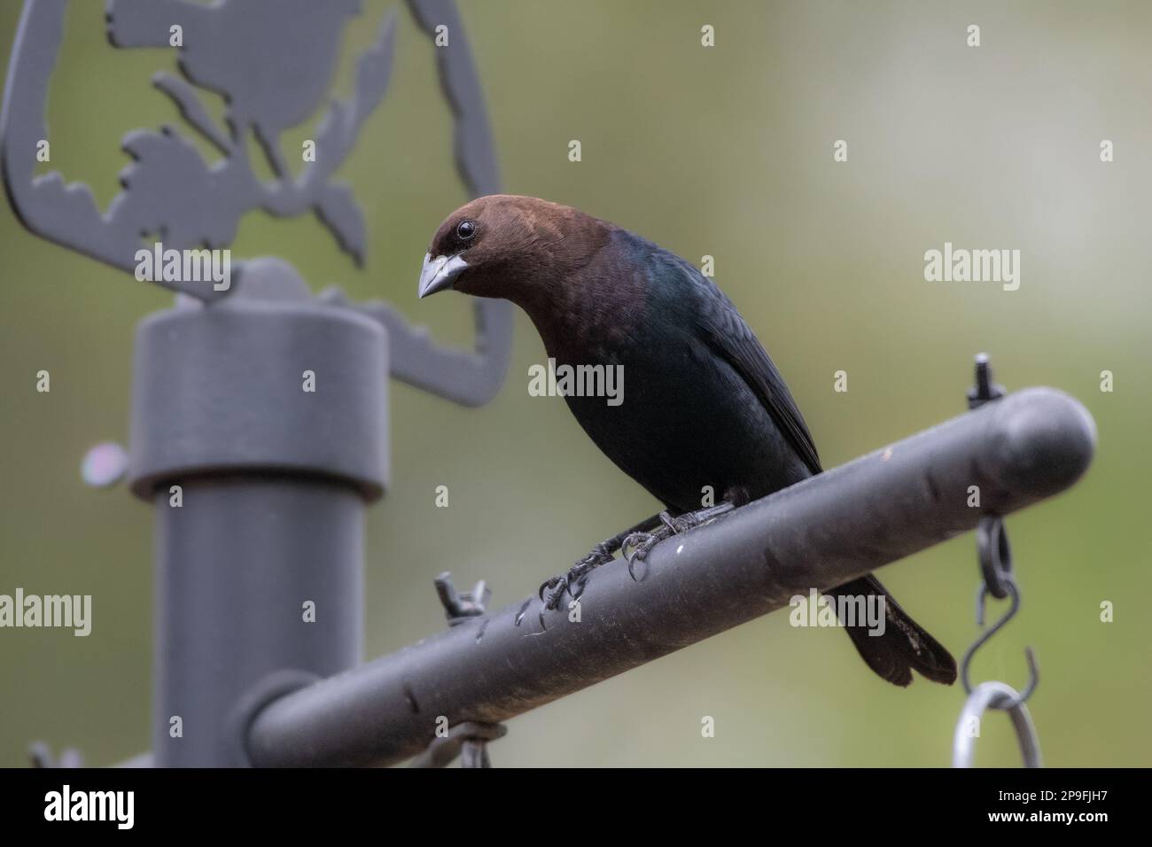 A brown-headed blackbird visiting a bird feeder in The Woodlands, Texas ...