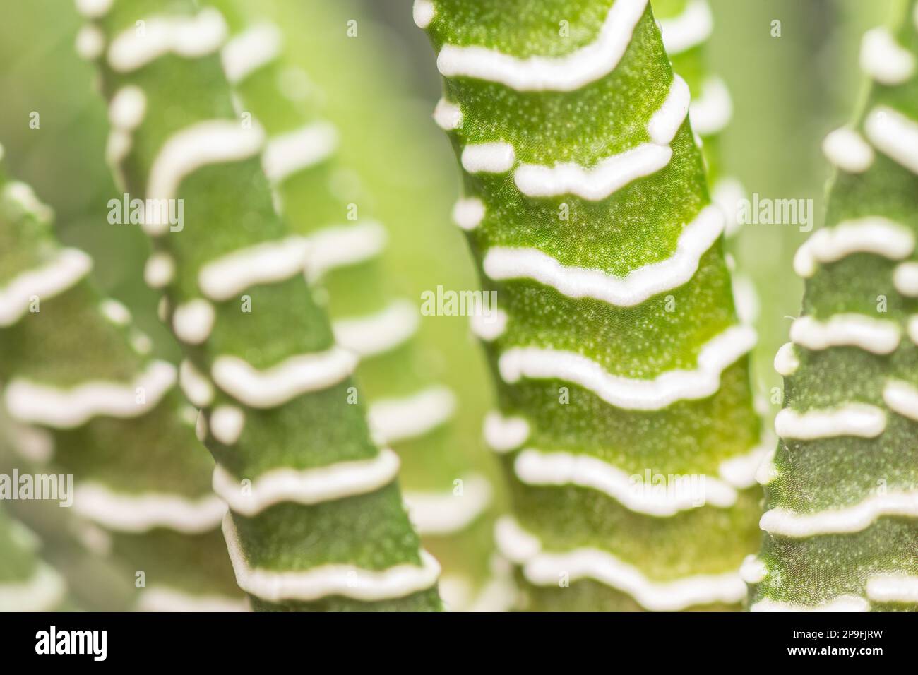 Closeup detail of a Haworthia attenuata cactus showing leaf bumps and ...