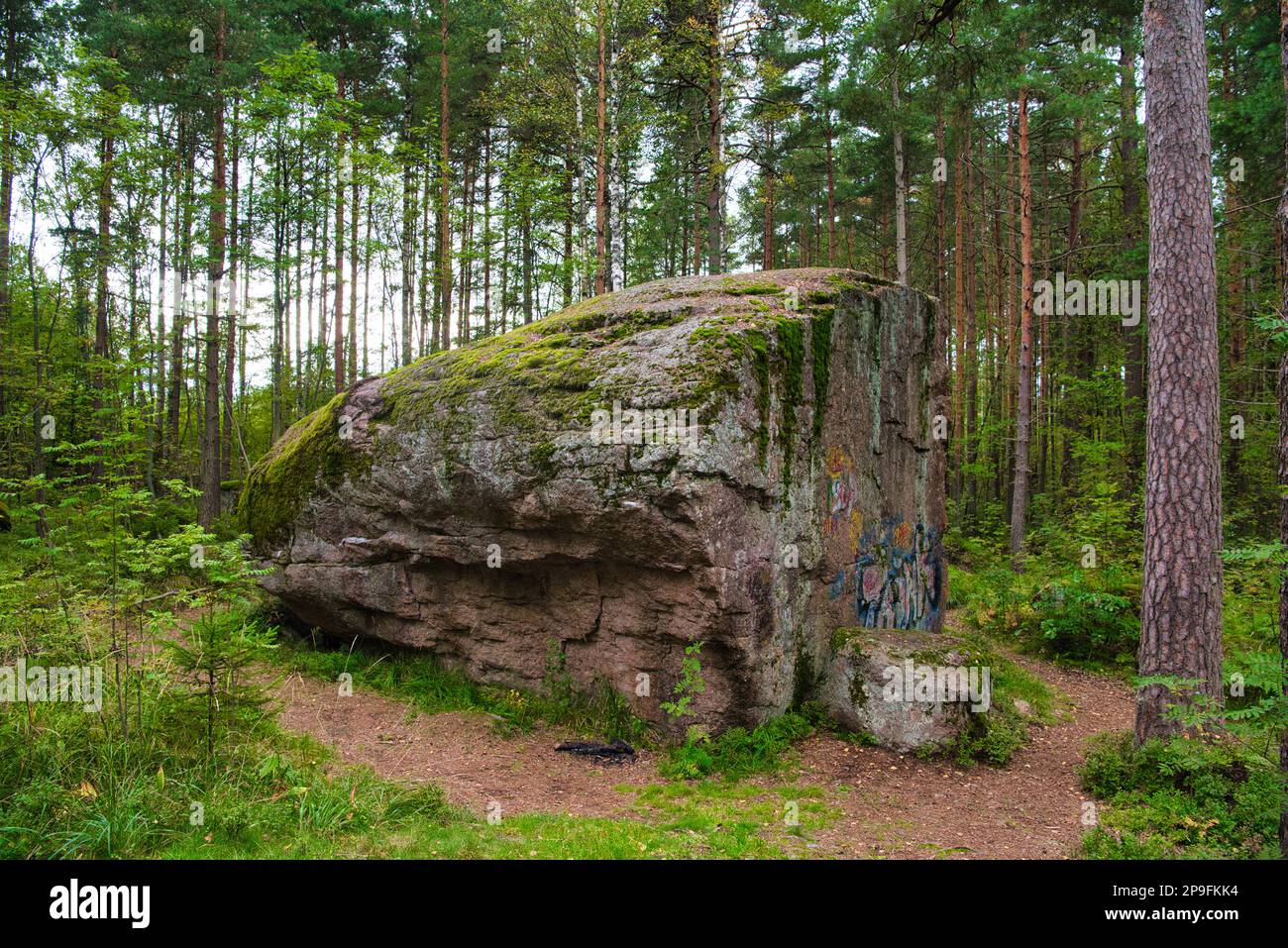 Huge boulders stones covered with moss in the pine forest, Park Mon ...