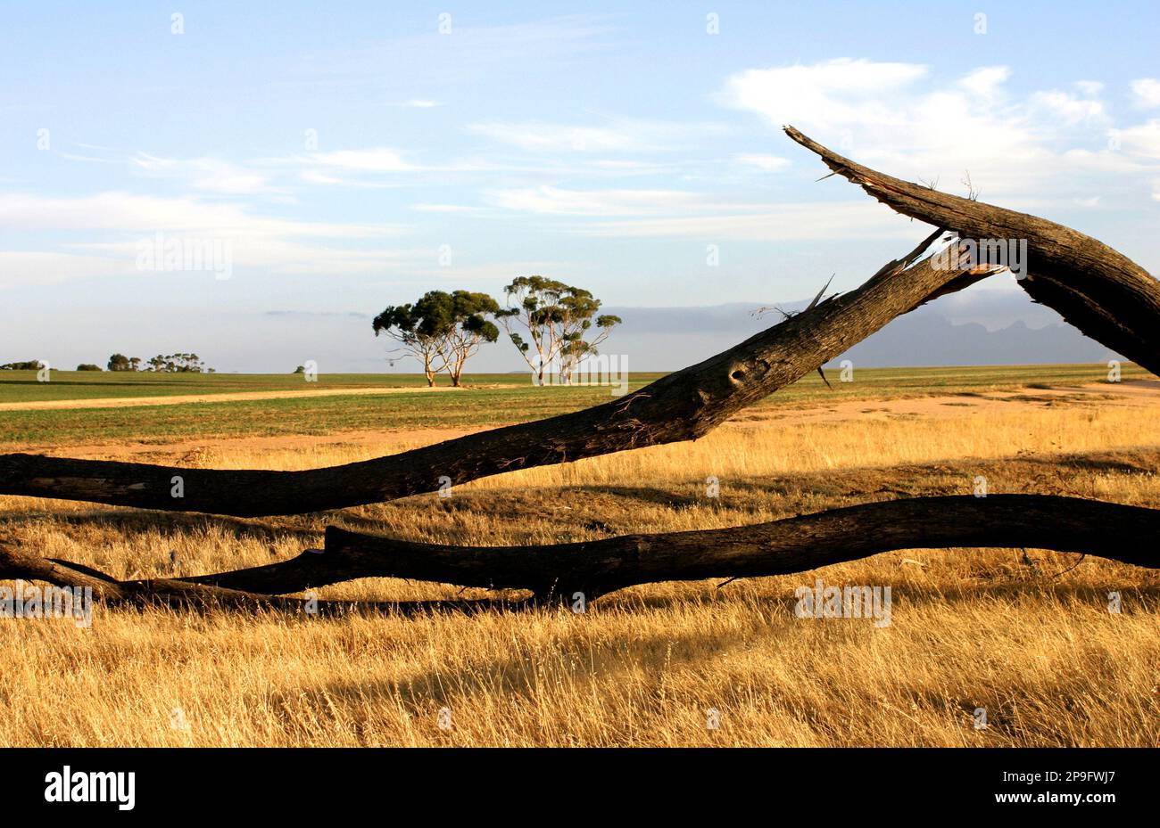 Fallen tree branch landscape, Southwest Australia Stock Photo - Alamy