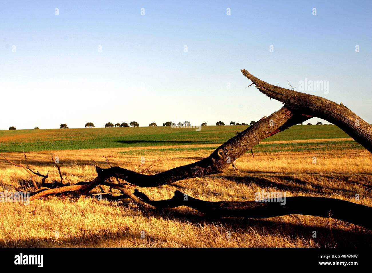 Fallen tree branch landscape, Southwest Australia Stock Photo - Alamy