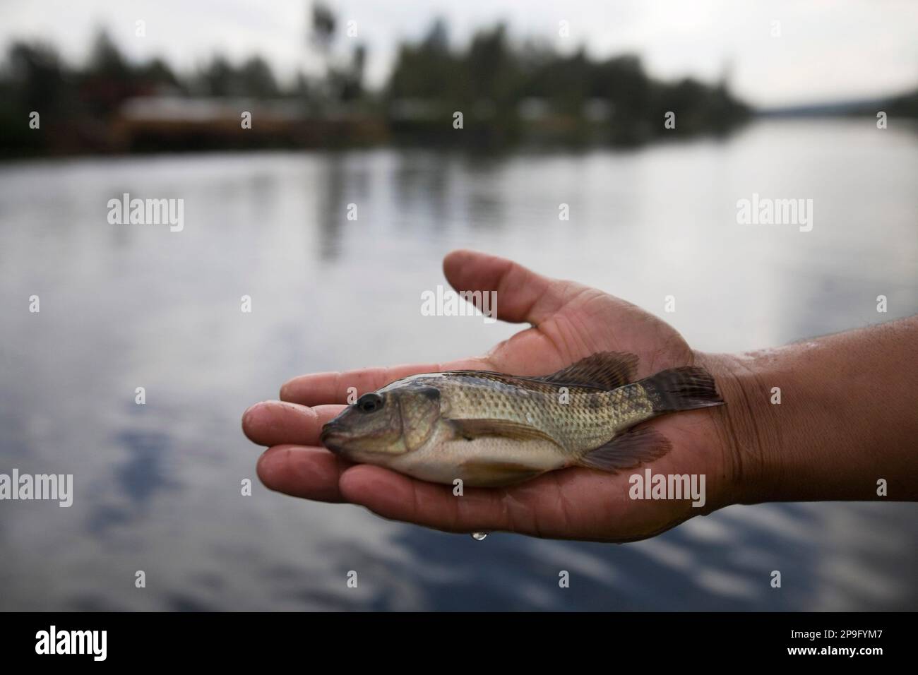** ADVANCE FOR SUNDAY, NOV. 2 ** A man holds an African tilapia fish in ...