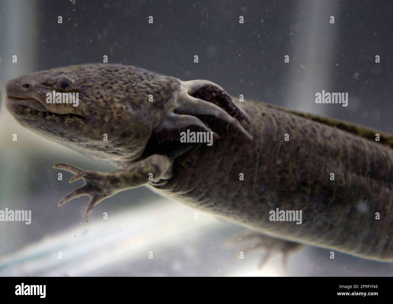 ** ADVANCE FOR SUNDAY, NOV. 2 ** An Axolotl salamander, (Ambystoma ...