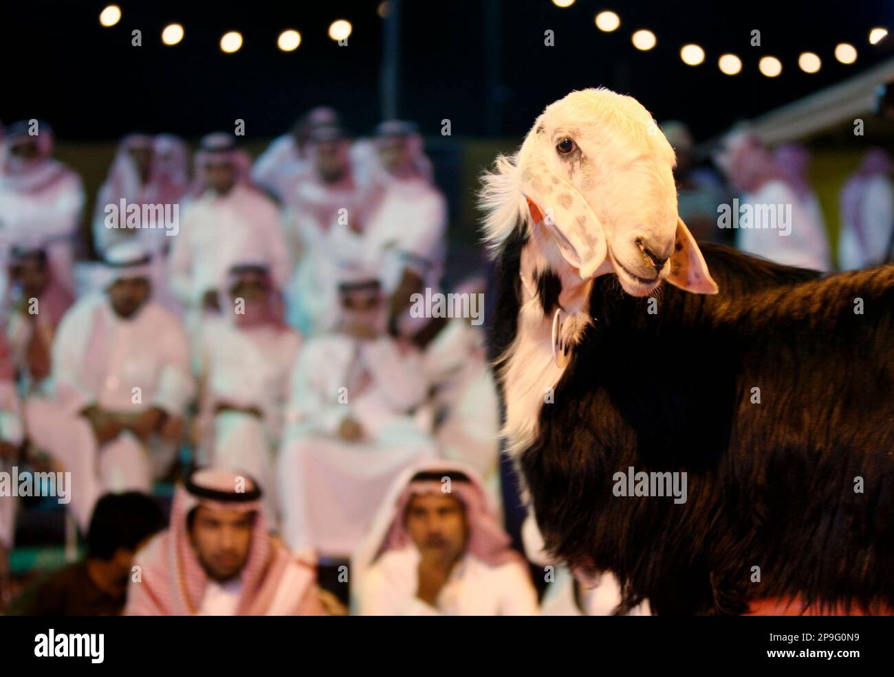 People look at a sheep during the sheep beauty pageant in Banban, north ...