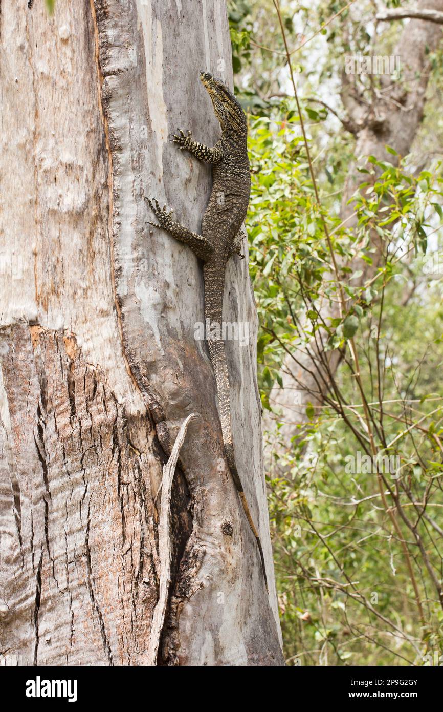 Lizard lace monitor lizard varanus hi-res stock photography and images ...