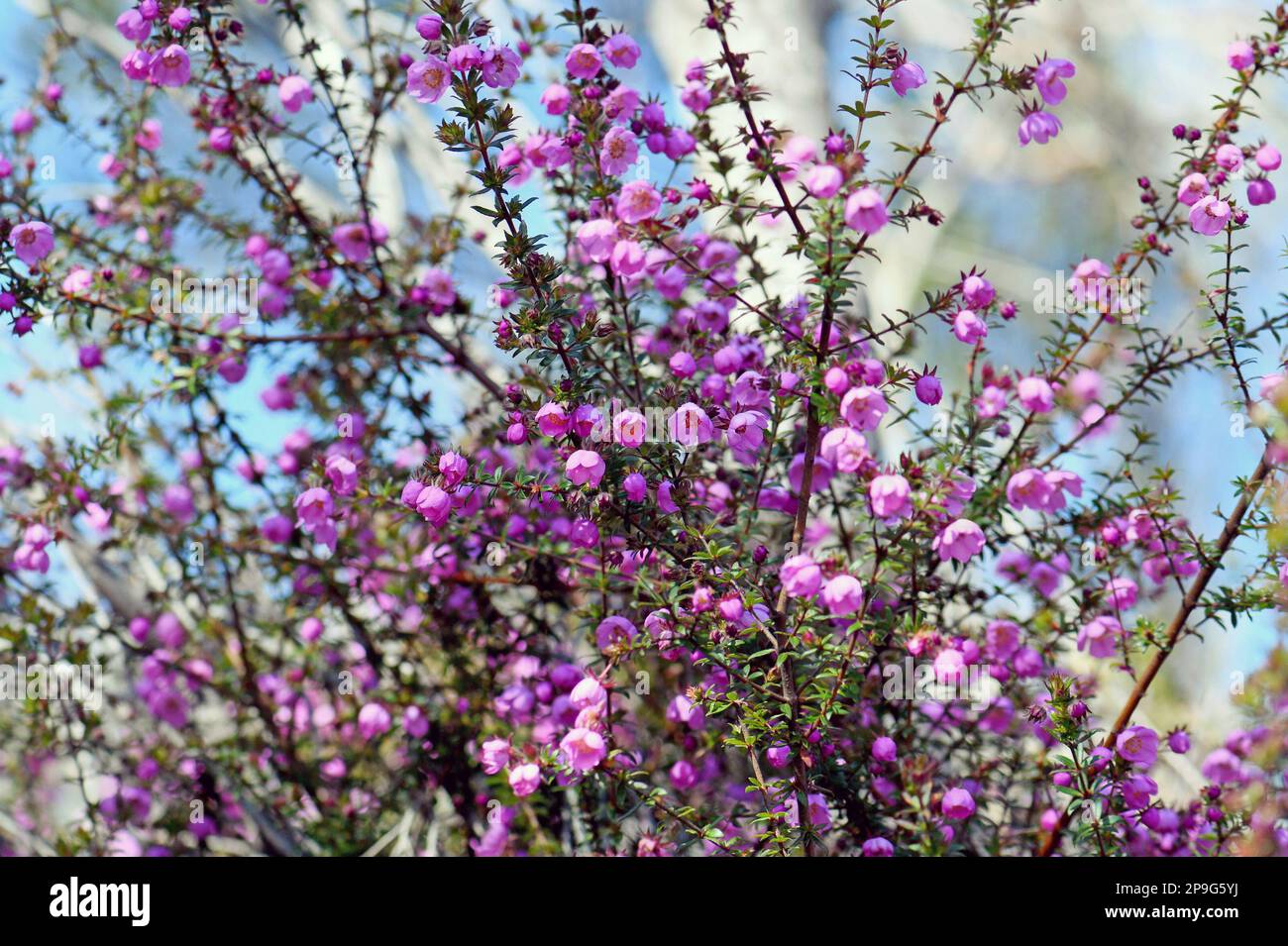 Endemic to wales hi-res stock photography and images - Alamy