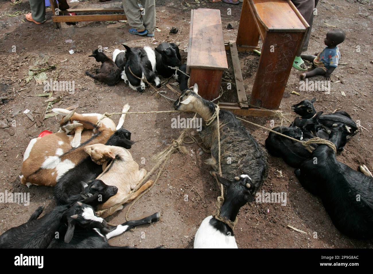 Goats are tethered to a school bench at a makeshift displaced people's ...