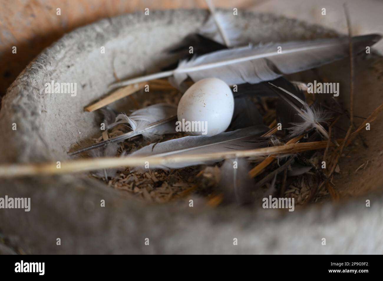 PRODUCTION - 10 March 2023, Hesse, Frankfurt/Main: A dummy pigeon egg ...