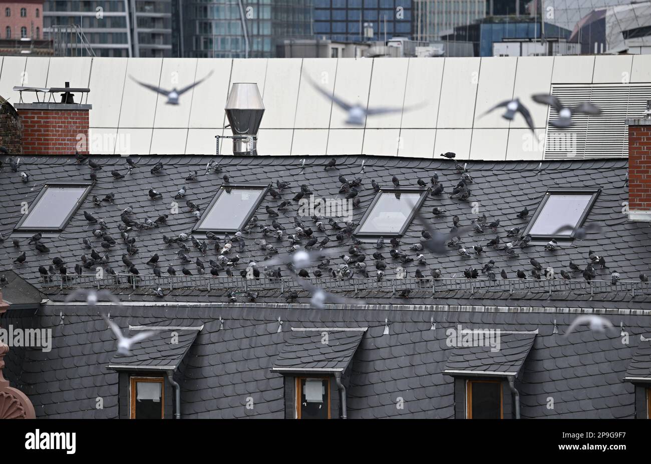PRODUCTION - 10 March 2023, Hesse, Frankfurt/Main: Pigeons gathered on ...