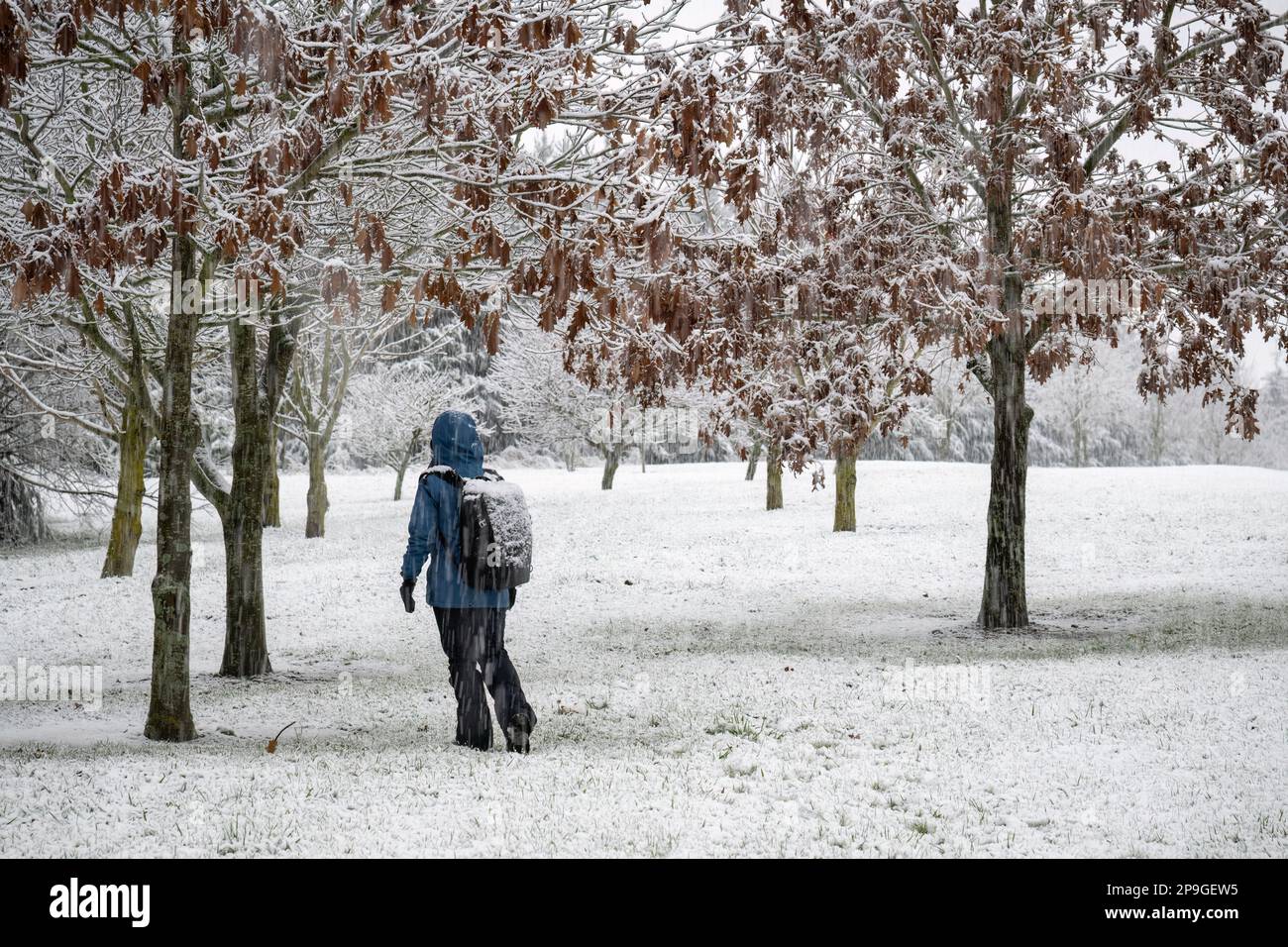 Woman walking in the heavy snow. Snow falling on trees with orange ...