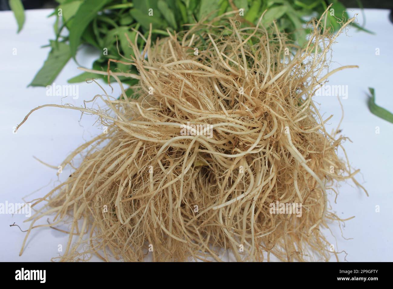 Green kale root on white background Stock Photo - Alamy