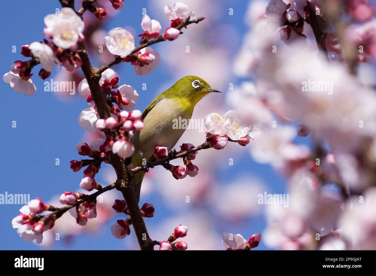 Yamato, Japan. 11th Mar, 2023. A Japanese white-eye bird feeding on ...