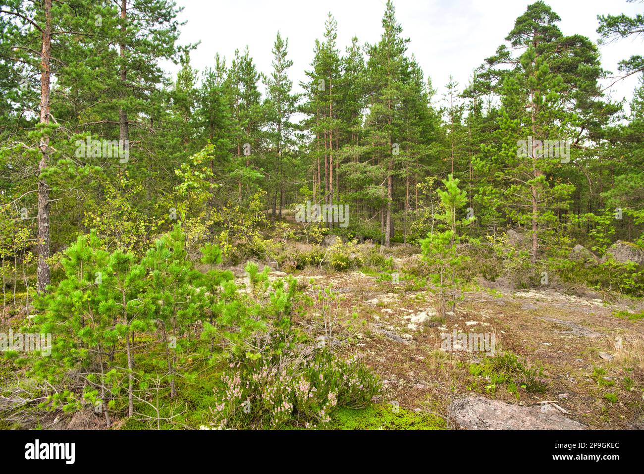 Green glade edge field in mysterious pine forest, Park Mon Repos ...