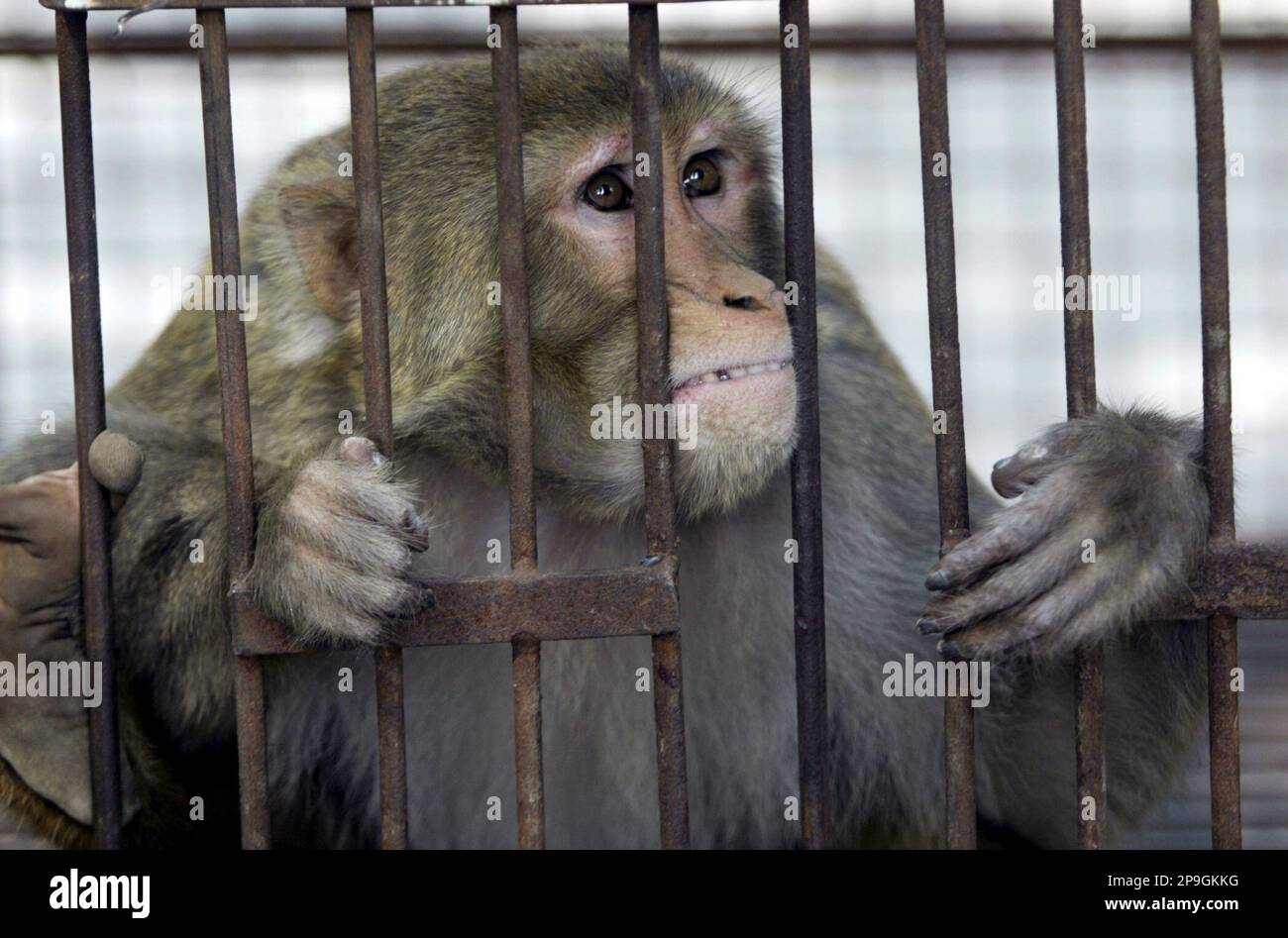 A trapped monkey looks out from his cage after being captured by Monkey ...