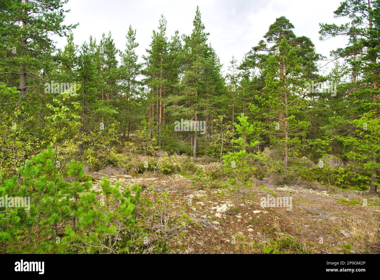 Green glade edge field in mysterious pine forest, Park Mon Repos ...