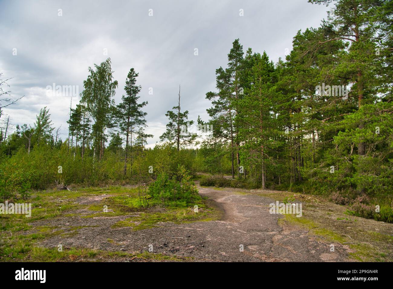Green glade edge field in mysterious pine forest, Park Mon Repos ...