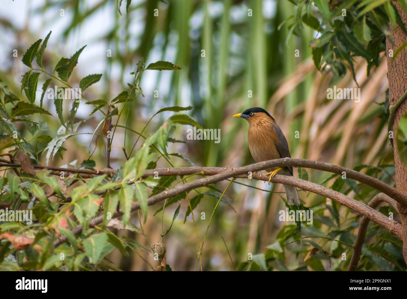 A Brahminy Starling or Brahminy Myna sitting on a branch on a tree at ...