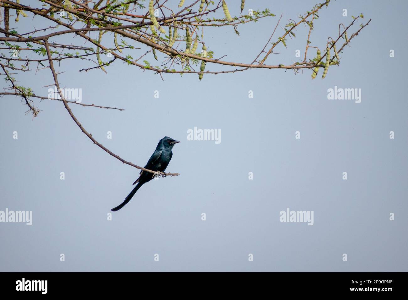 A Black Drongo sitting on a branch of a tree at Bhigwan Bird Sanctuary ...
