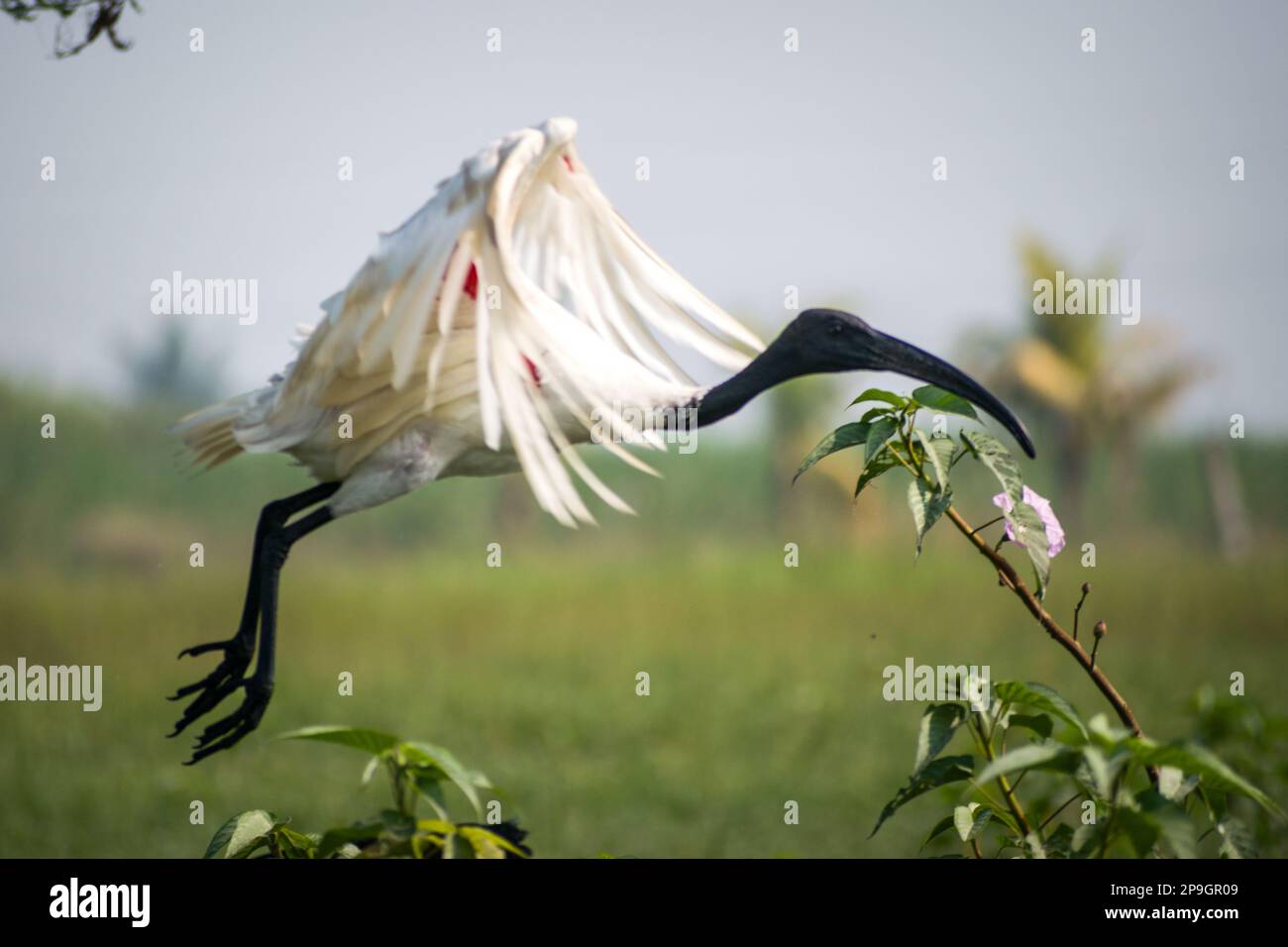 A Black-headed Ibis flying against a green field on a bright sunny day ...