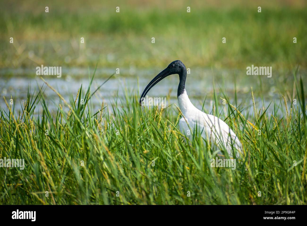 A Black-headed Ibis sitting on grass at Bhigwan Bird Sanctuary in India ...