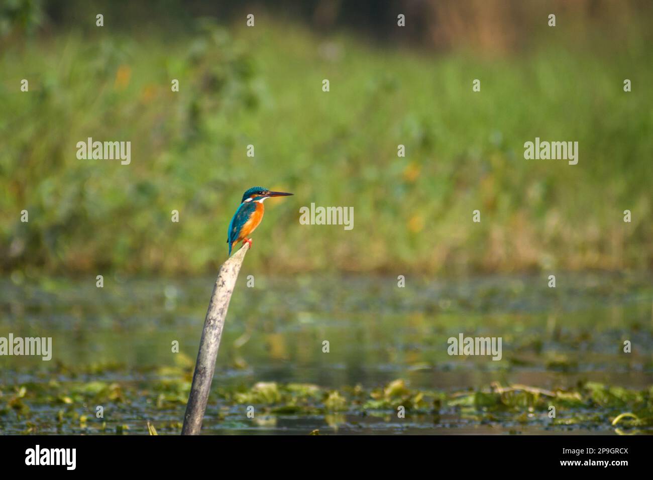 A Common Kingfisher sitting on a branch on a waterbody at Bhigwan Bird ...