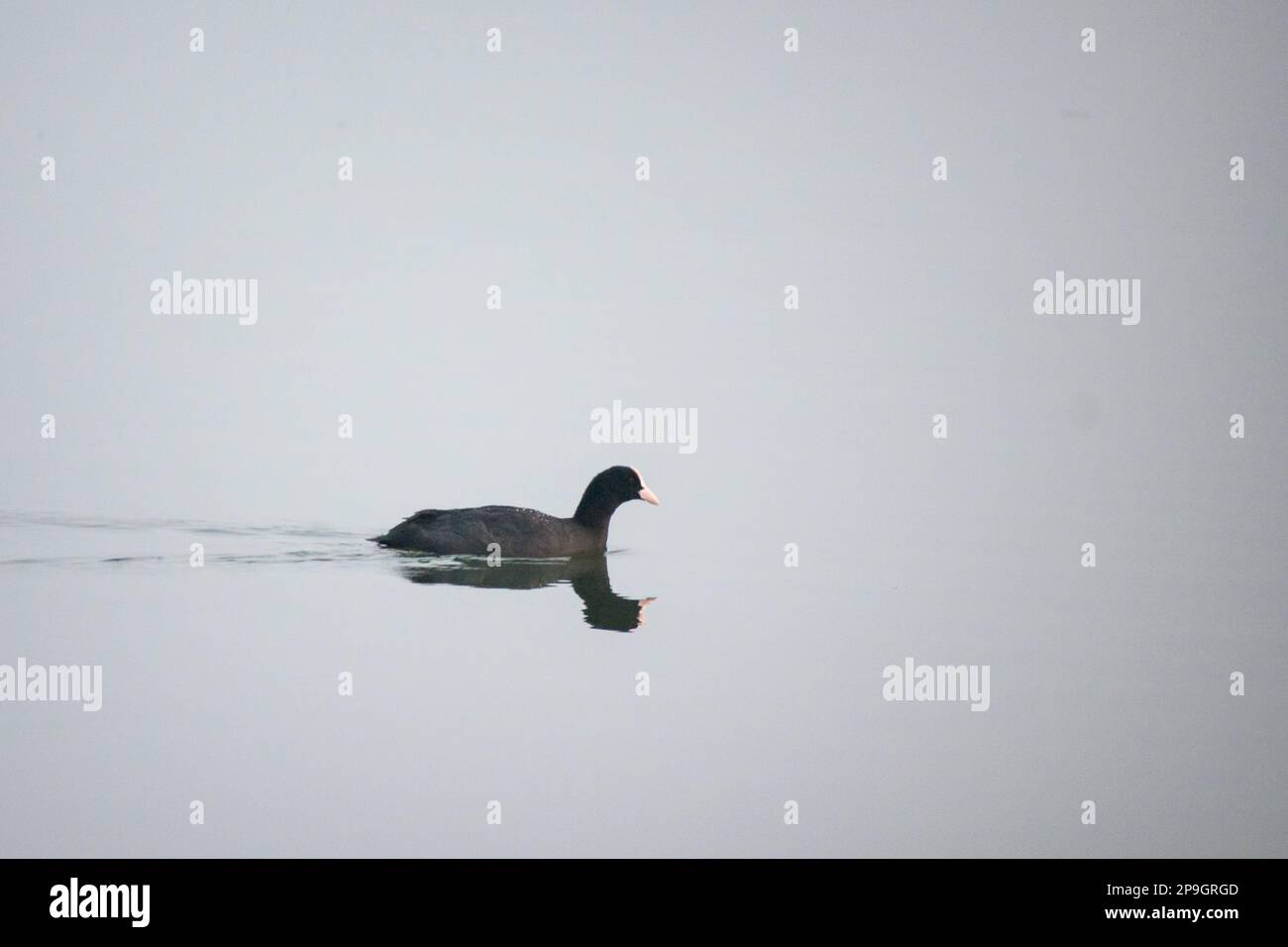 Eurasian Coot swimming in water on the backwaters of Ujani dam at ...