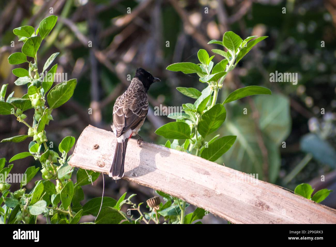 A Red-vented Bulbul sitting on a branch of a tree at Bhigwan Bird ...