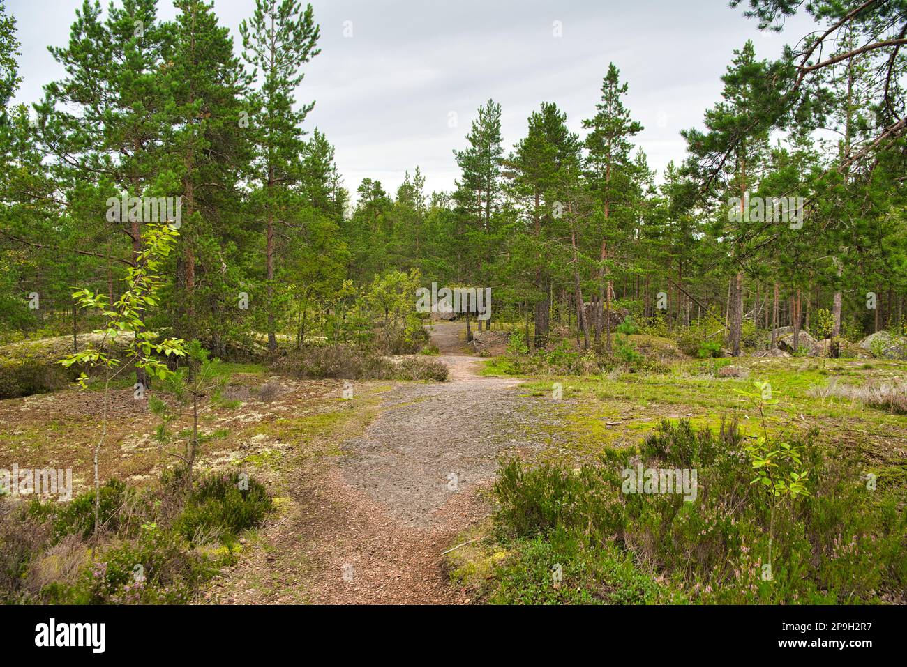 Path in mysterious beautiful pine forest, Park Mon Repos, Vyborg ...