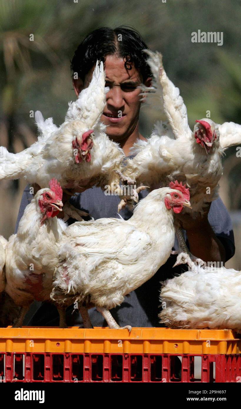A Jordanian man seen selling chickens, in a street in Amman, Monday ...