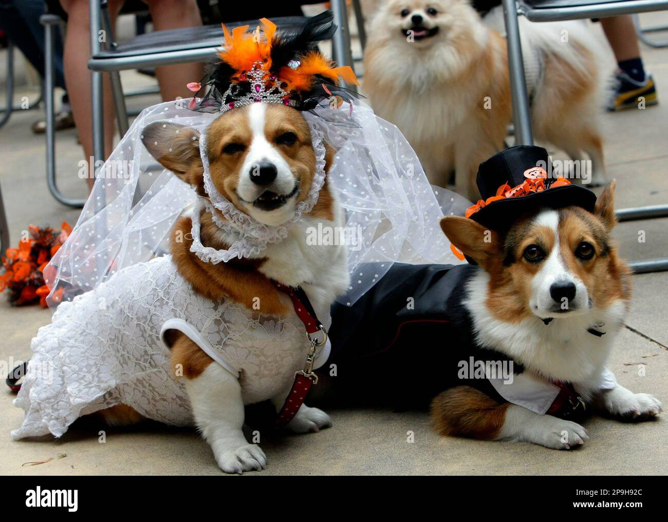 "Double," left, and "Single" the Welsh Corgi poses for a snapshot ...