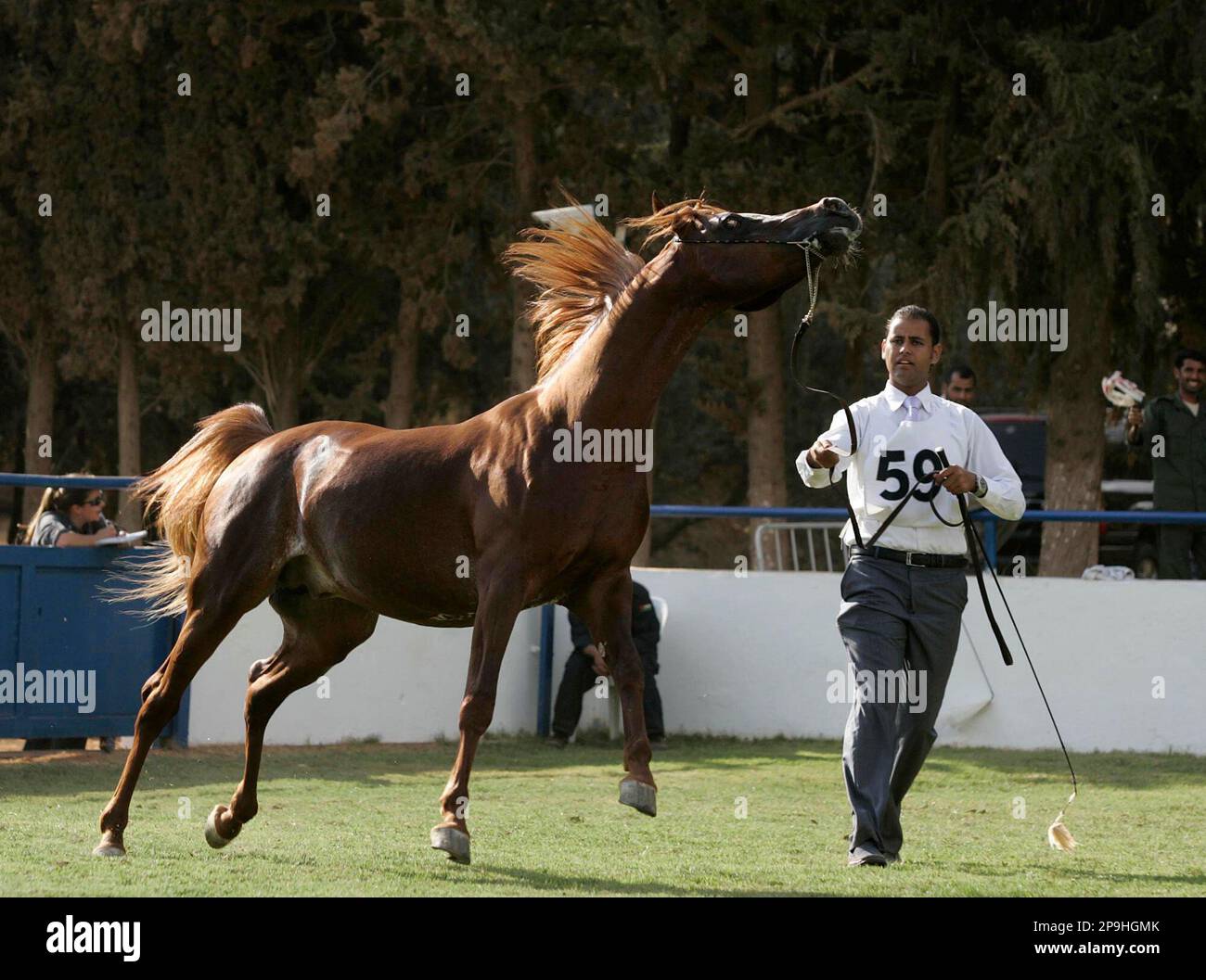 An Arabian filly Zaaher, owned by Jordan's Prince Hashem bin Al Hussein ...
