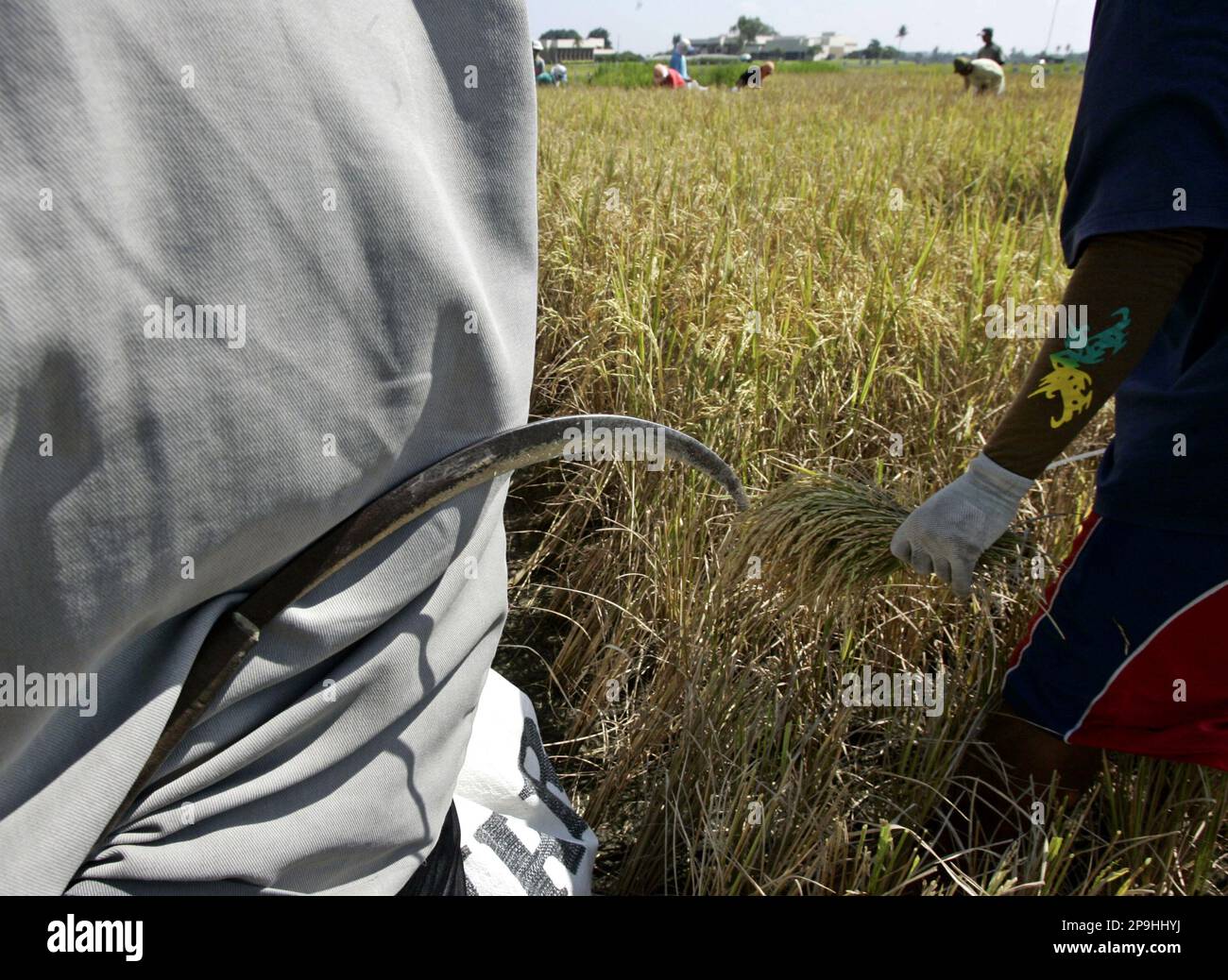 Contract farmers harvest rice, the staple food of billions of peoples ...
