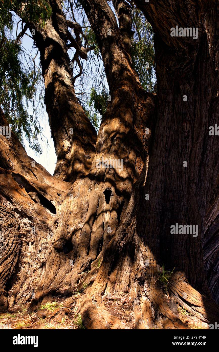 Trunk of a willow tree, Southwest Australia Stock Photo - Alamy