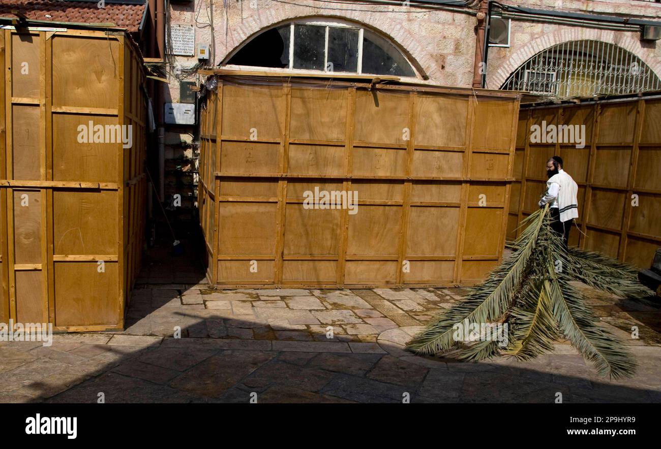 An ultra orthodox Jewish man drags palm branches, used as a roof for a ...