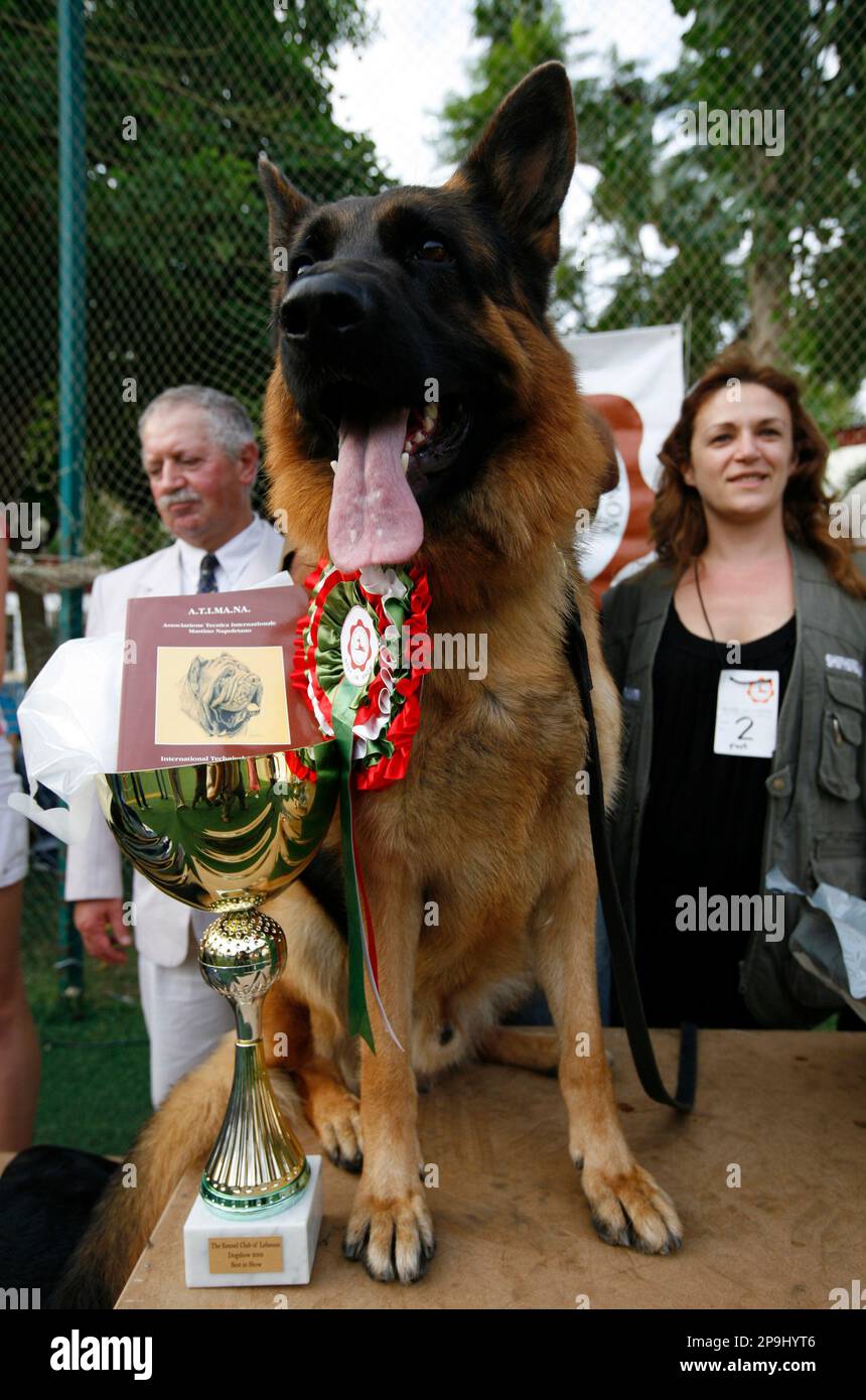 German shepherd Billy wins best in show trophy, during the annual ...