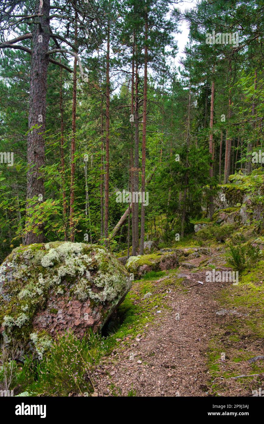 Huge boulders stones covered with moss in the pine forest, Park Mon ...