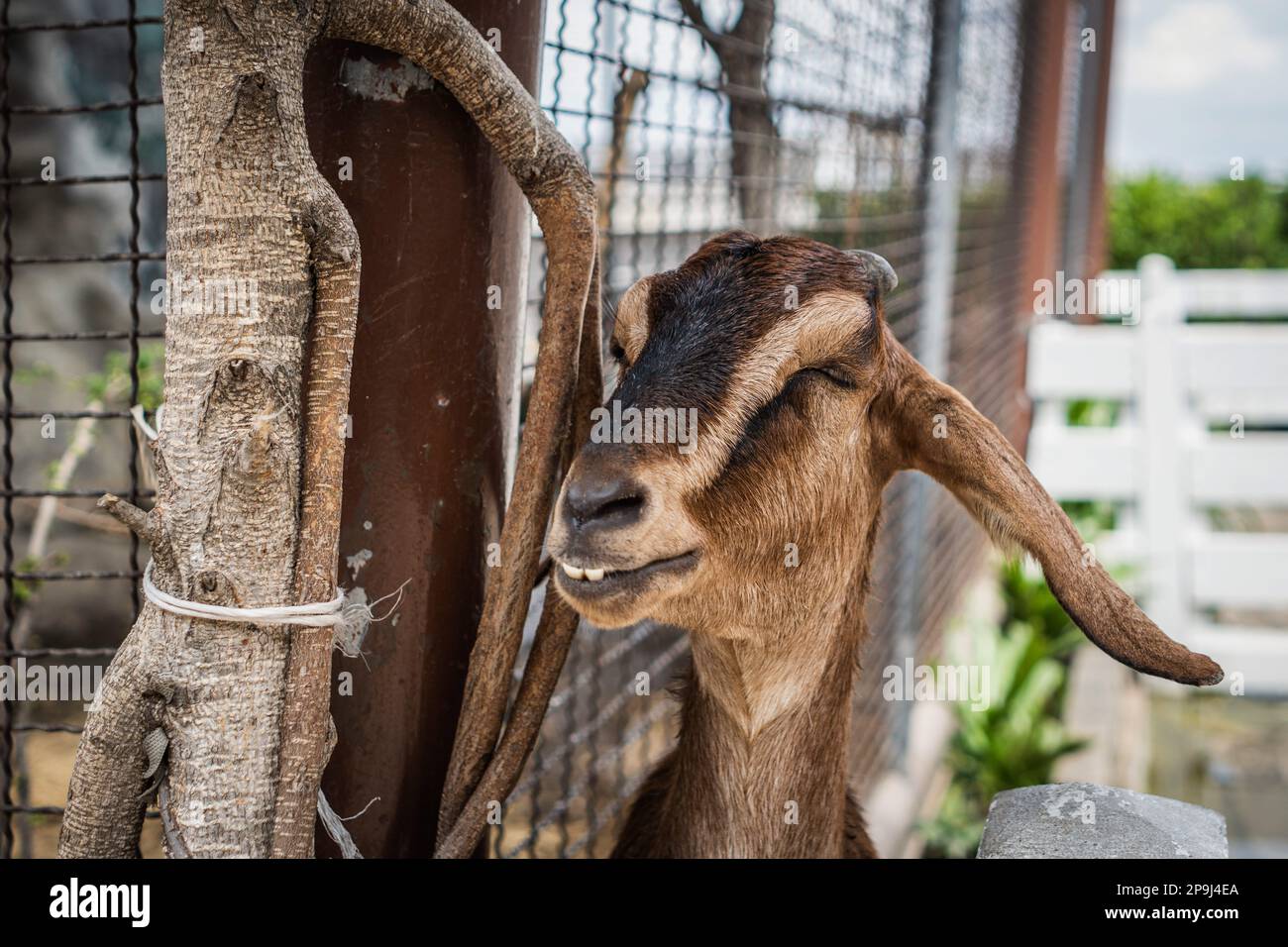 A goat tries to bring its head closer to the only tree near its tiny ...