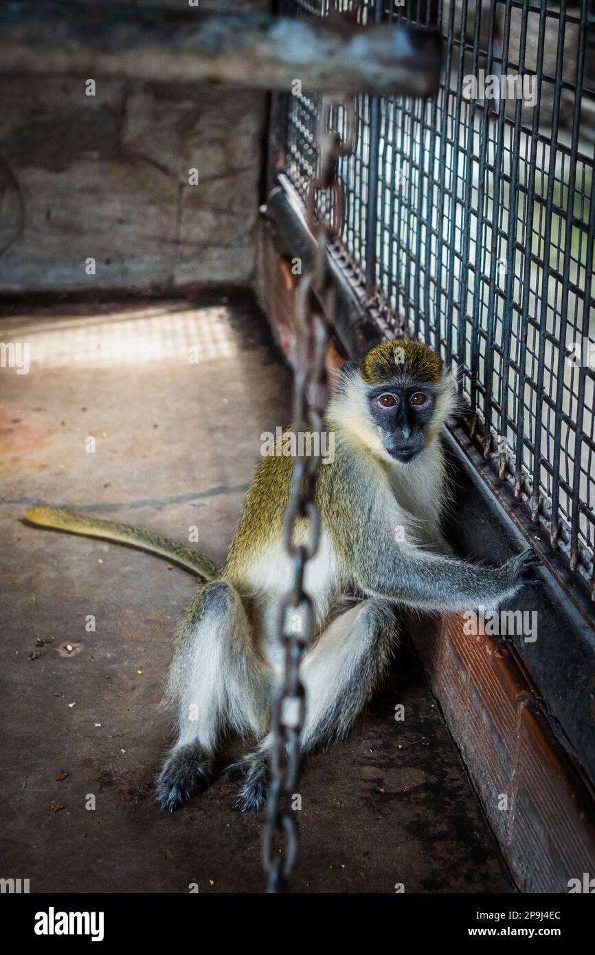 A monkey sits next to the railings of his cell and stares desperately ...