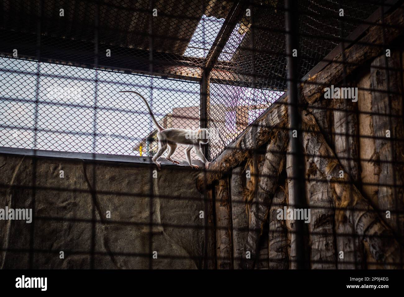 Zoo cage sinister hi-res stock photography and images - Alamy