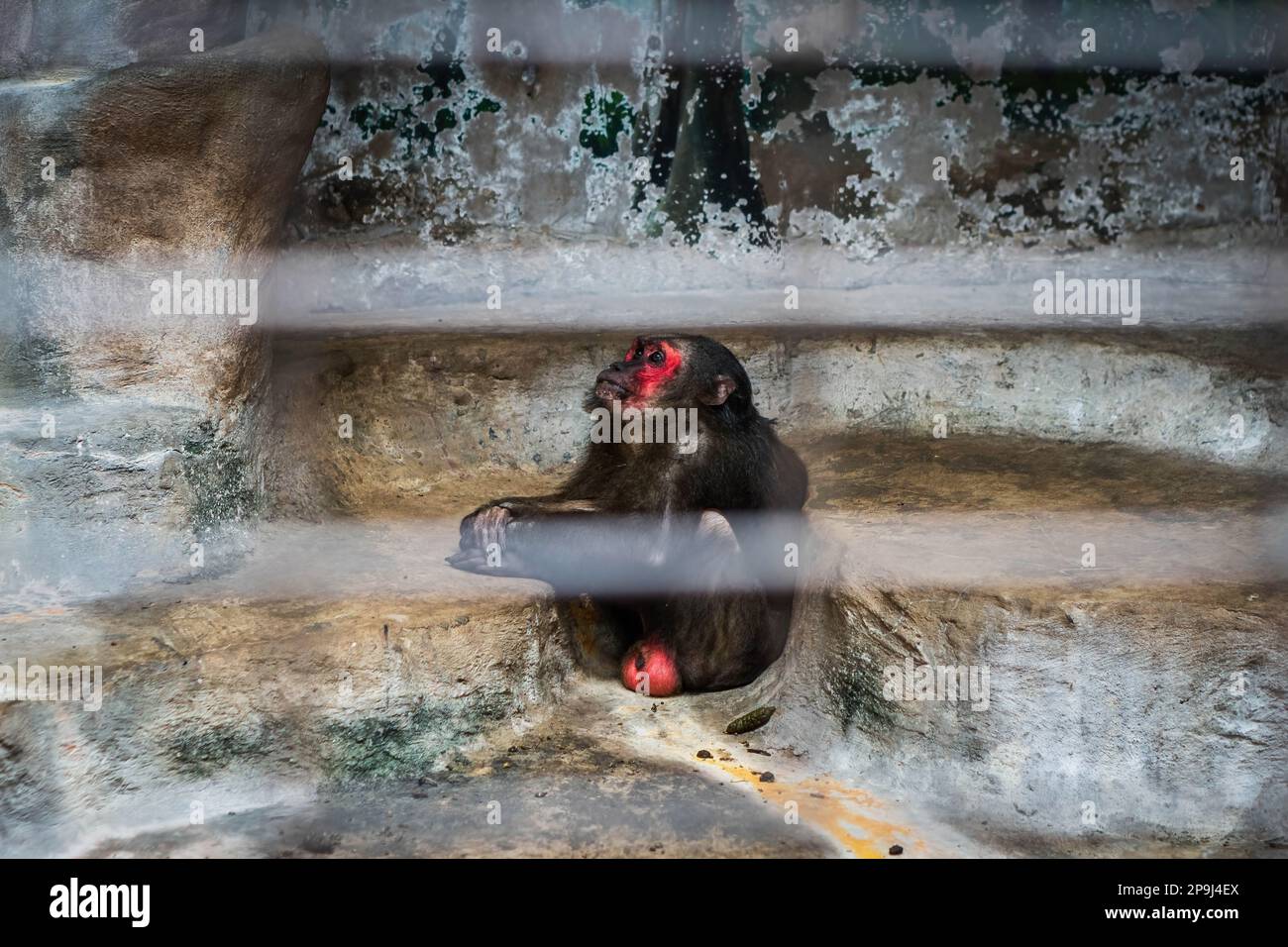 A malnourished monkey alone in an unsanitary cage is staring at the ...