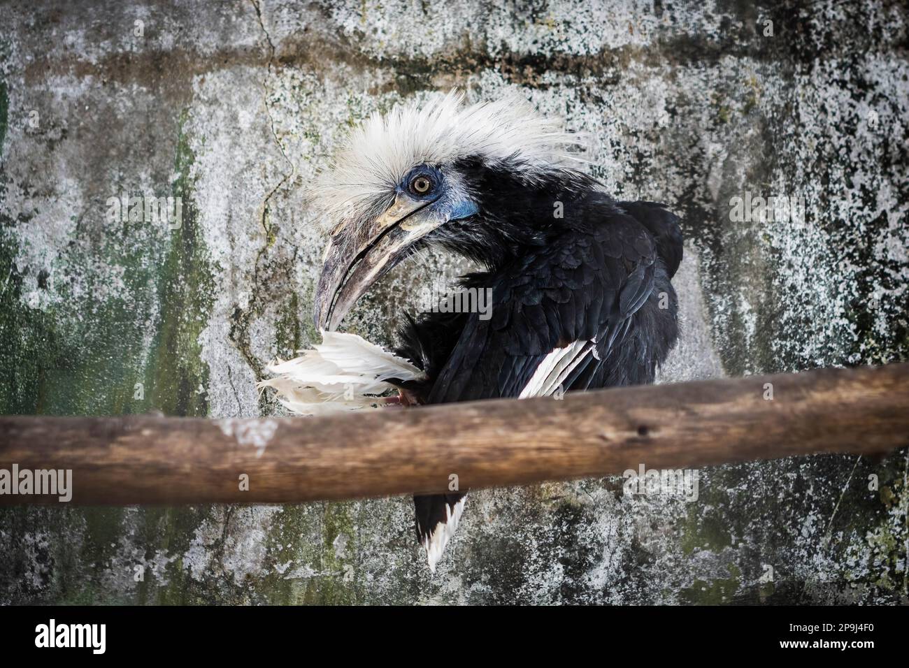 A plucked and poorly cared for bird blends into the horribly ...