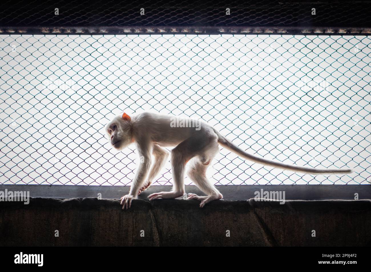 A monkey living alone in a cage is trying to get closer to the light of ...