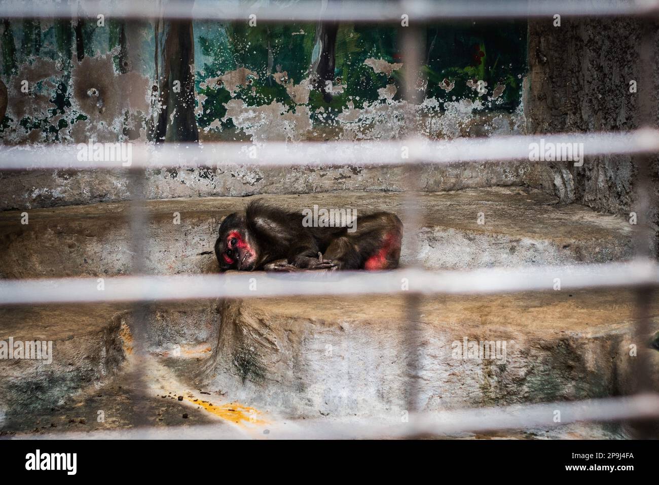 A lone monkey in a dilapidated cage is lying down and staring ...